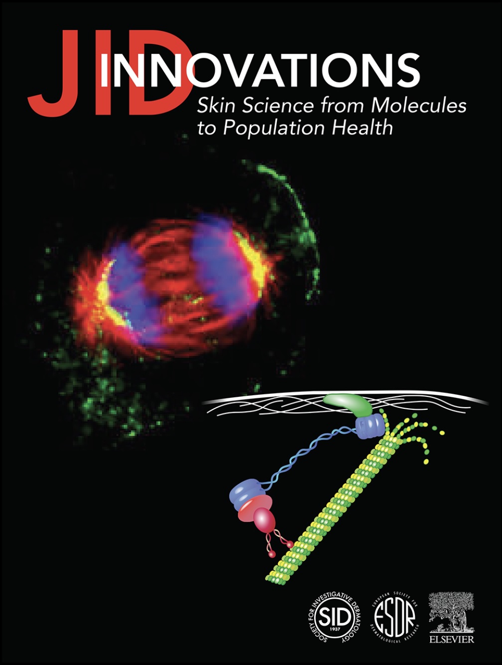 Optimal Biomechanical Parameters for Measuring Sclerotic Chronic Graft ...