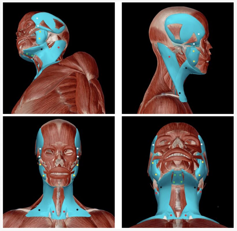 Dynamic Correlations and Disorder in the Masticatory Musculature ...