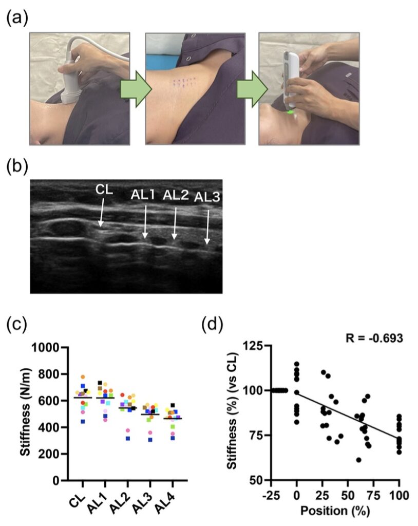 Regional Variations And Sex Related Differences Of Stiffness In Human