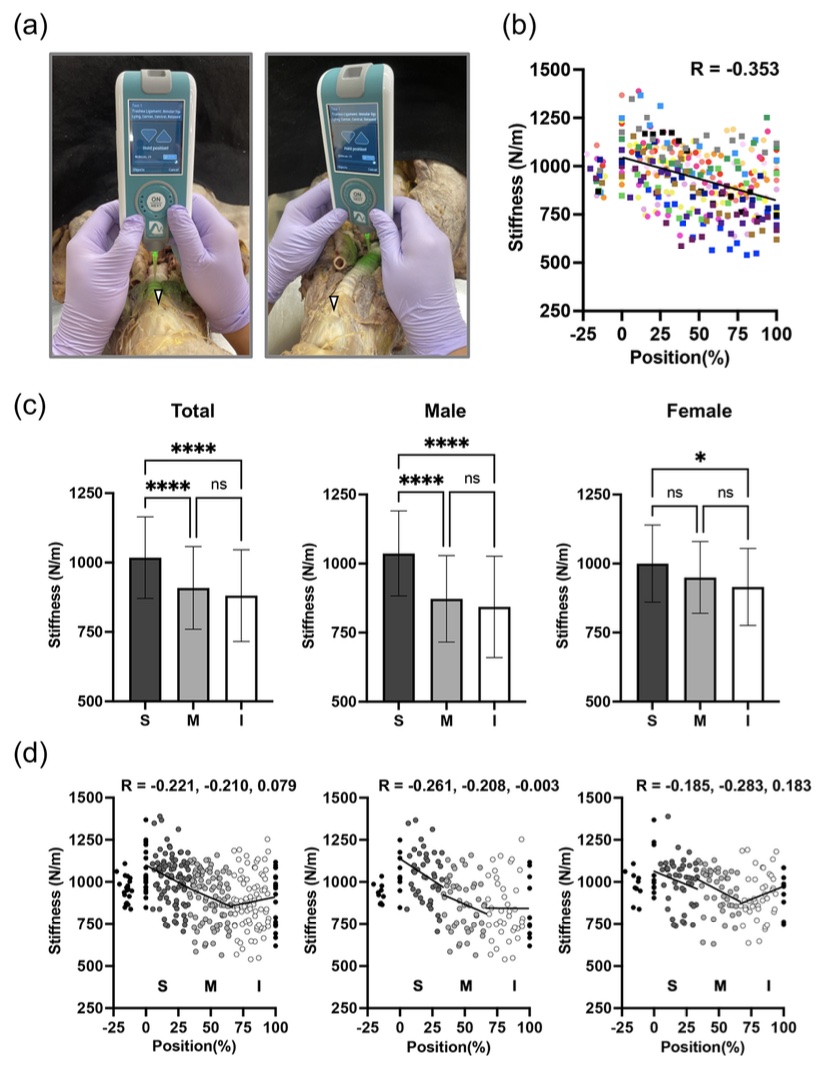 Regional Variations And Sex Related Differences Of Stiffness In Human